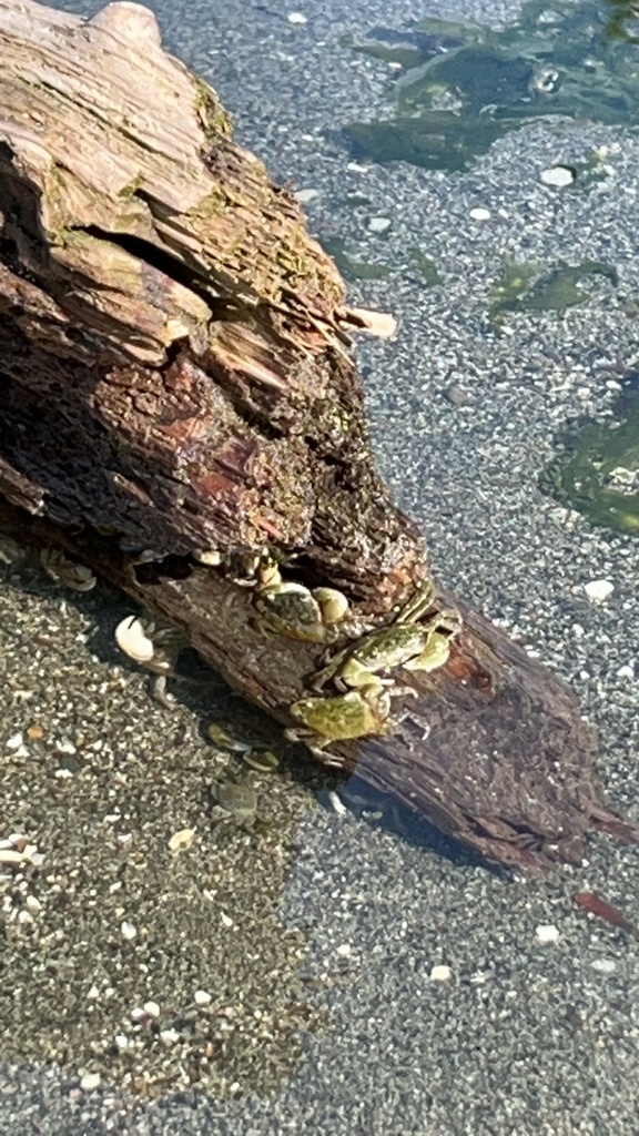 Yellow Shore Crab from Freeland on August 12, 2023 at 09:33 AM by ...
