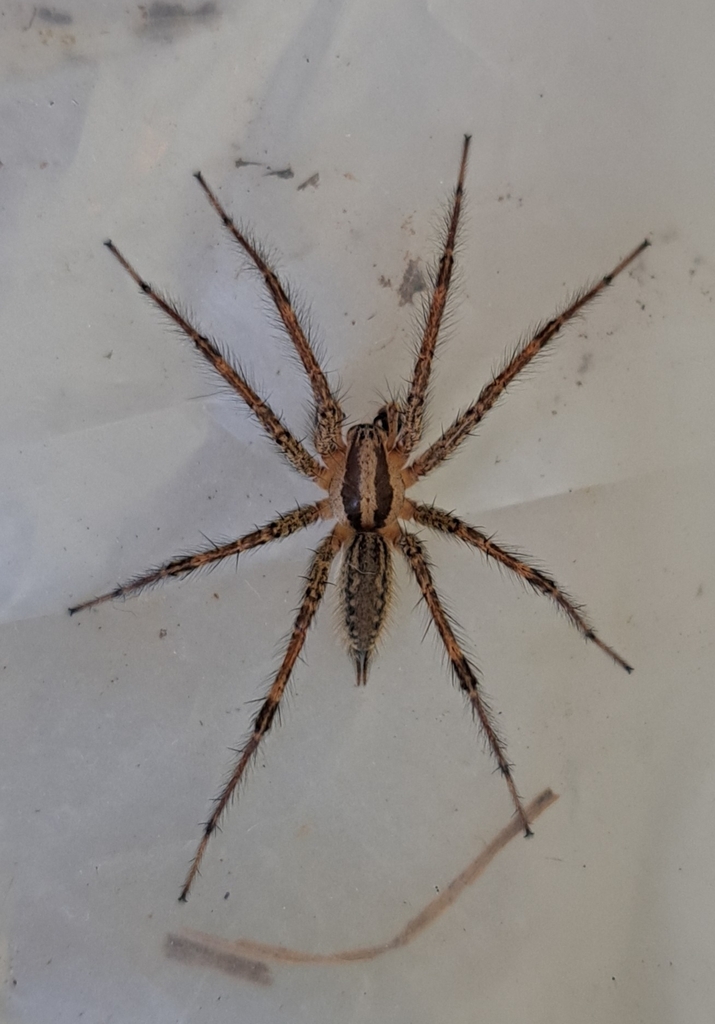 Potter's Grass Spider from Mankato, MN, USA on August 12, 2023 at 02:18 ...