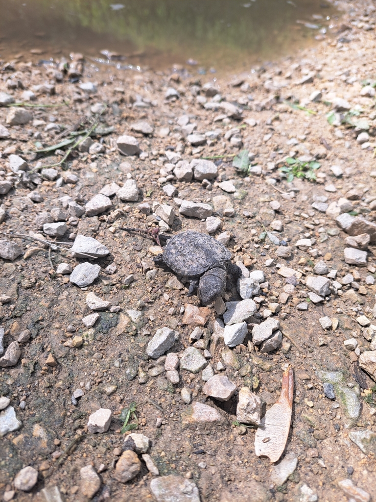 Common Snapping Turtle from St Paul, MN 55111, USA on August 12, 2023 ...