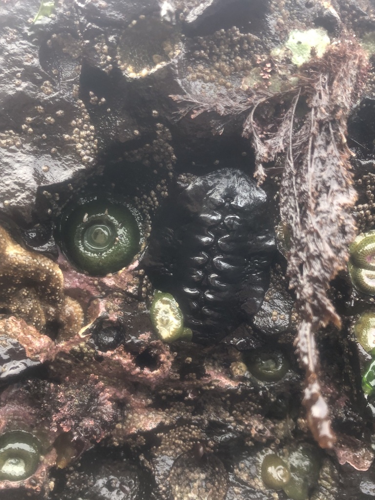 Black Leather Chiton from North Pacific Ocean, OR, US on August 3, 2023 ...