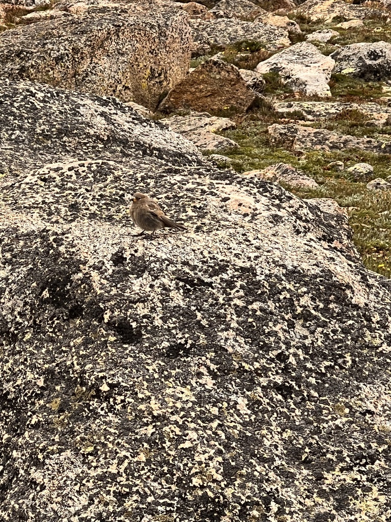 Brown-capped Rosy-Finch from Pike and San Isabel National Forests ...