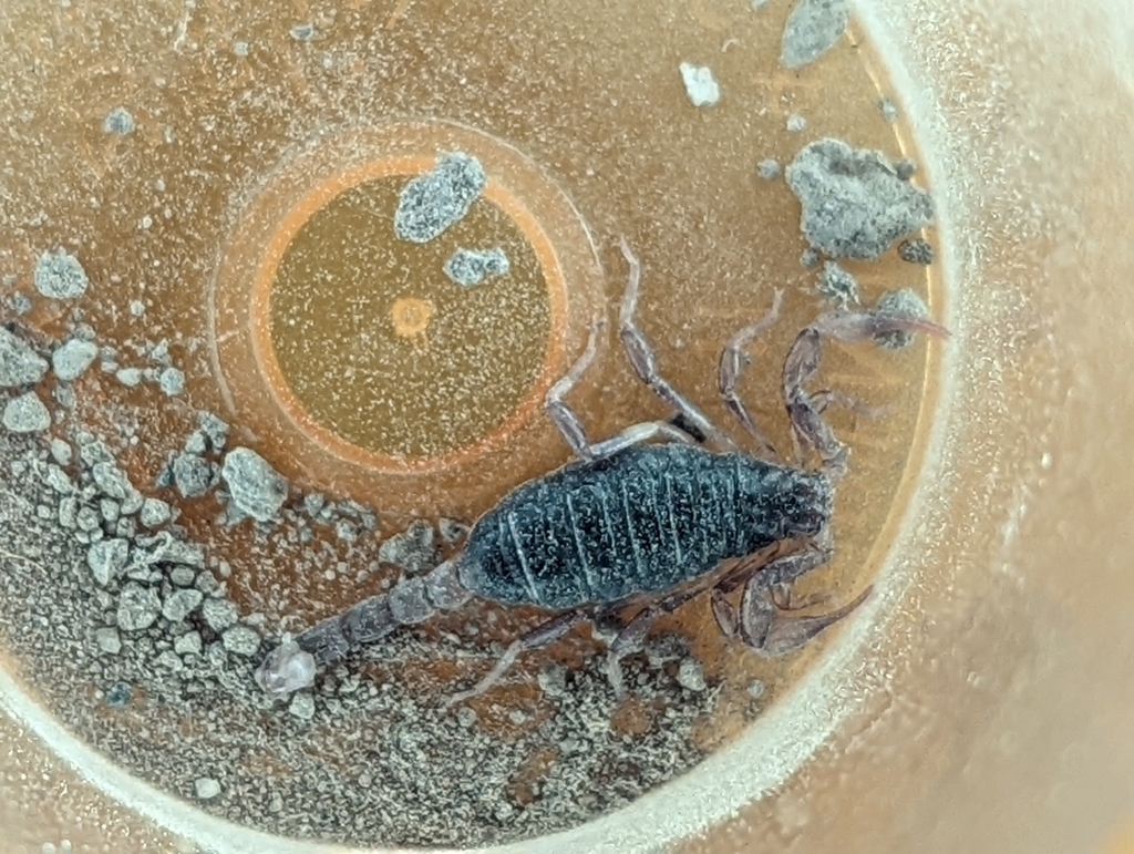 Northern Scorpion from Benton County, US-WA, US on August 12, 2023 at ...