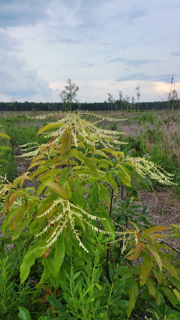 sourwood in July 2023 by Preston Pennington. Roadside on edge of one ...