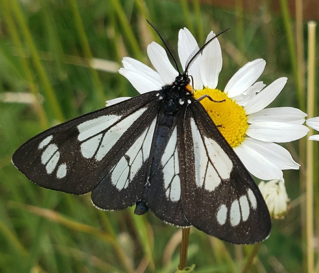 Police Car Moth from Breckenridge on August 11, 2023 at 12:10 PM by ...