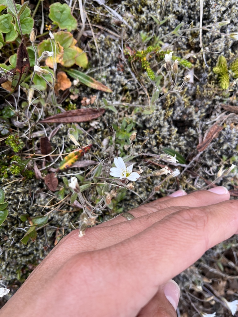 Alpine Mouse-ear from Iceland, Árneshreppur, Westfjords, IS on August ...