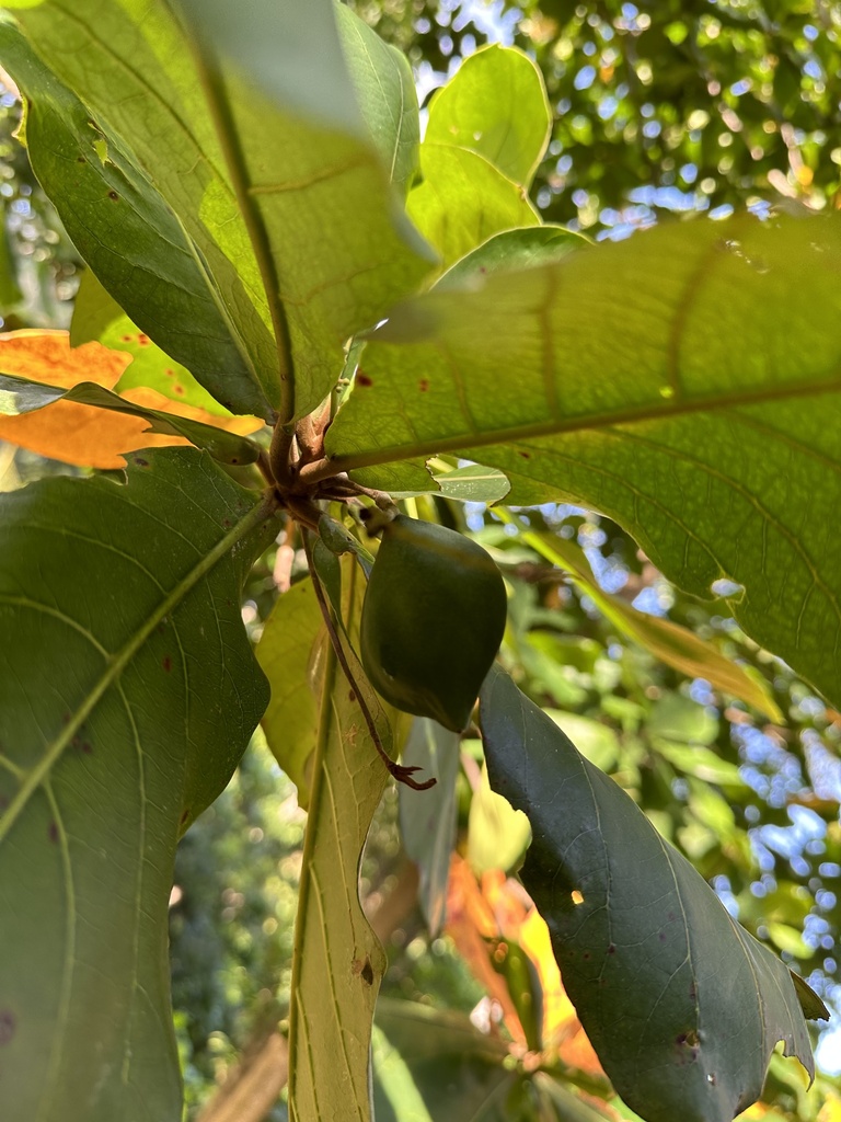 Sea Almond from Puerto Rico, Rincón, Puerto Rico, US on August 12, 2023 ...
