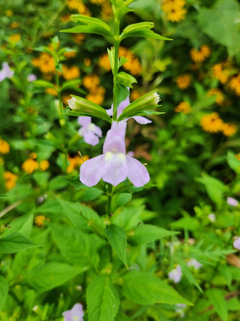 sharpwing monkeyflower from Overland Park Arboretum & Botanical Gardens ...