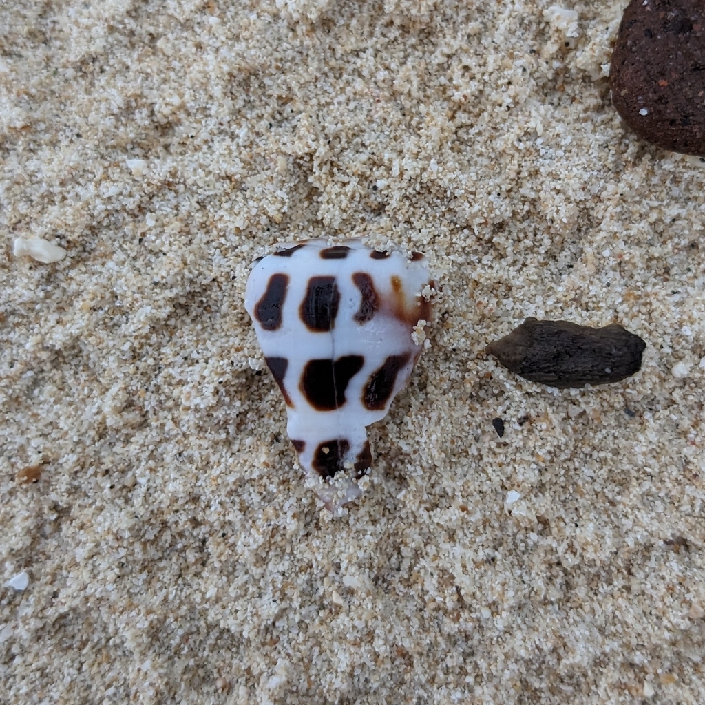 Black-and-white Cone Snail from Talofofo, Guam on August 12, 2023 at 06 ...