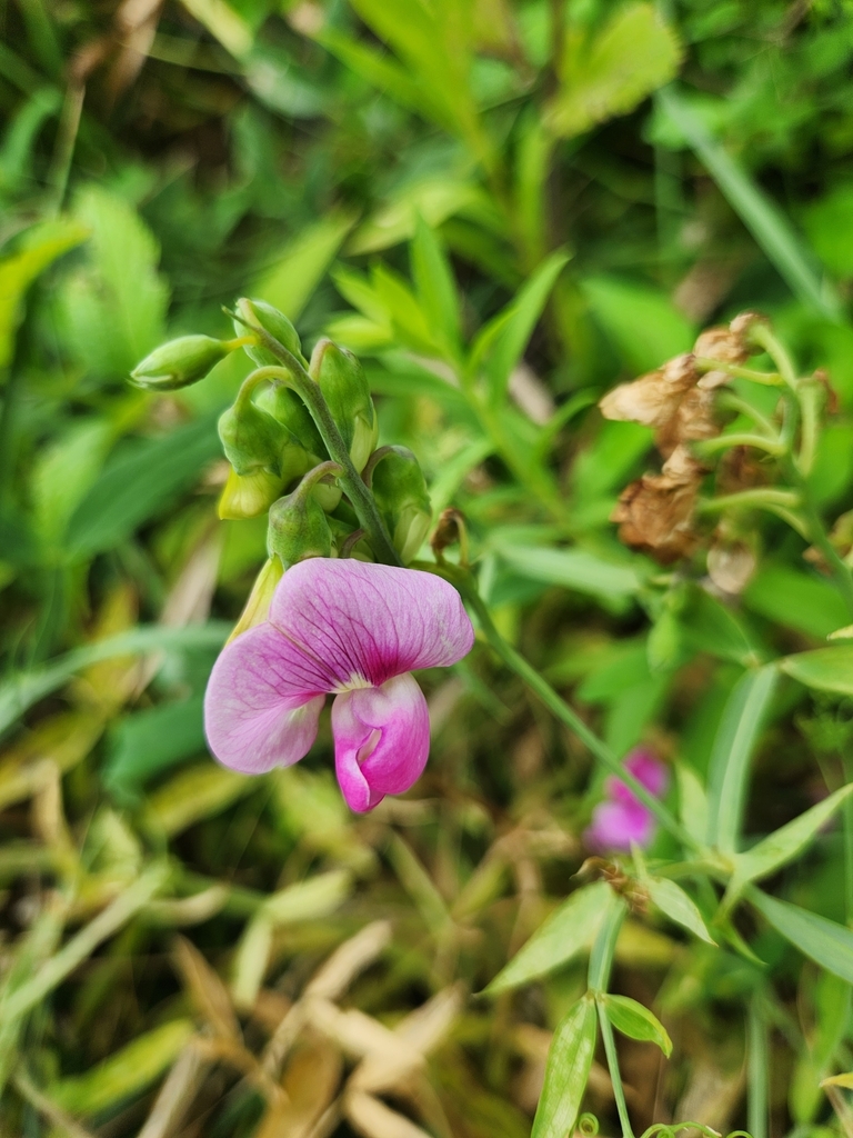 broad-leaved sweet pea from Overland Park Arboretum & Botanical Gardens ...