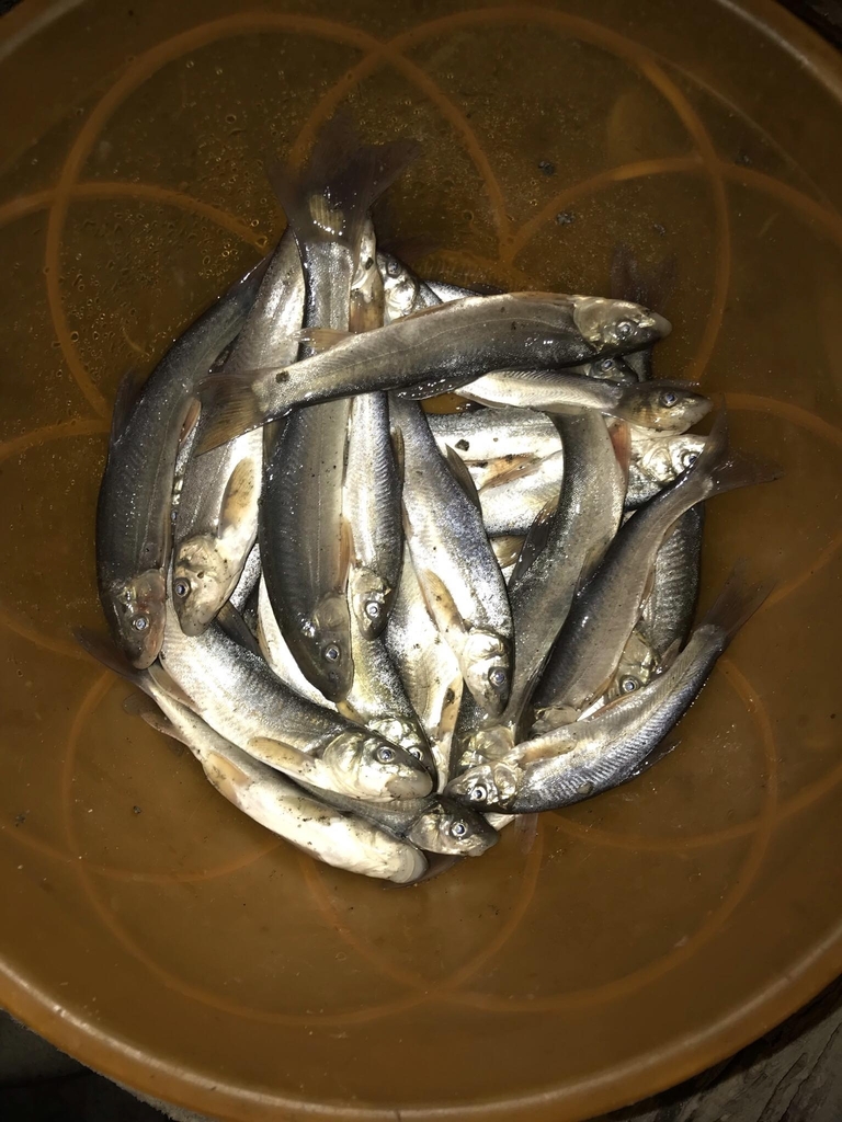 Schizothorax plagiostomus from Harnol Khwar, WC68+3R4, Swat, Khyber ...