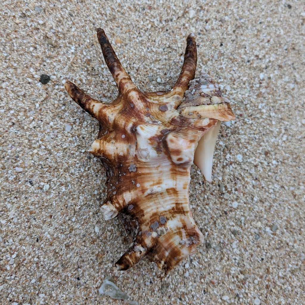 Common Spider Conch from Talofofo, Guam on August 12, 2023 at 07:37 AM ...