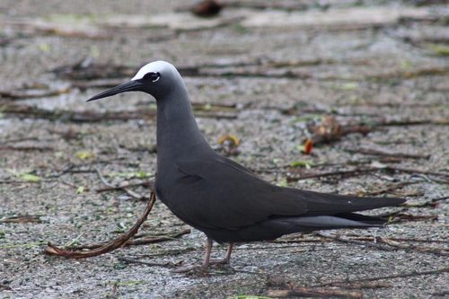 Subespecie Anous minutus marcusi · NaturaLista Colombia