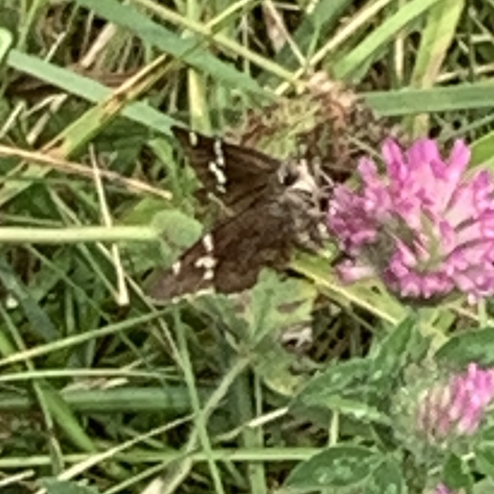 Southern Cloudywing from Hamby St, Granite Falls, NC, US on August 11 ...