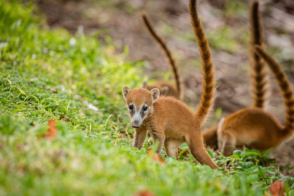 White-nosed Coati from Tulum Municipality, Quintana Roo, Mexico on July ...