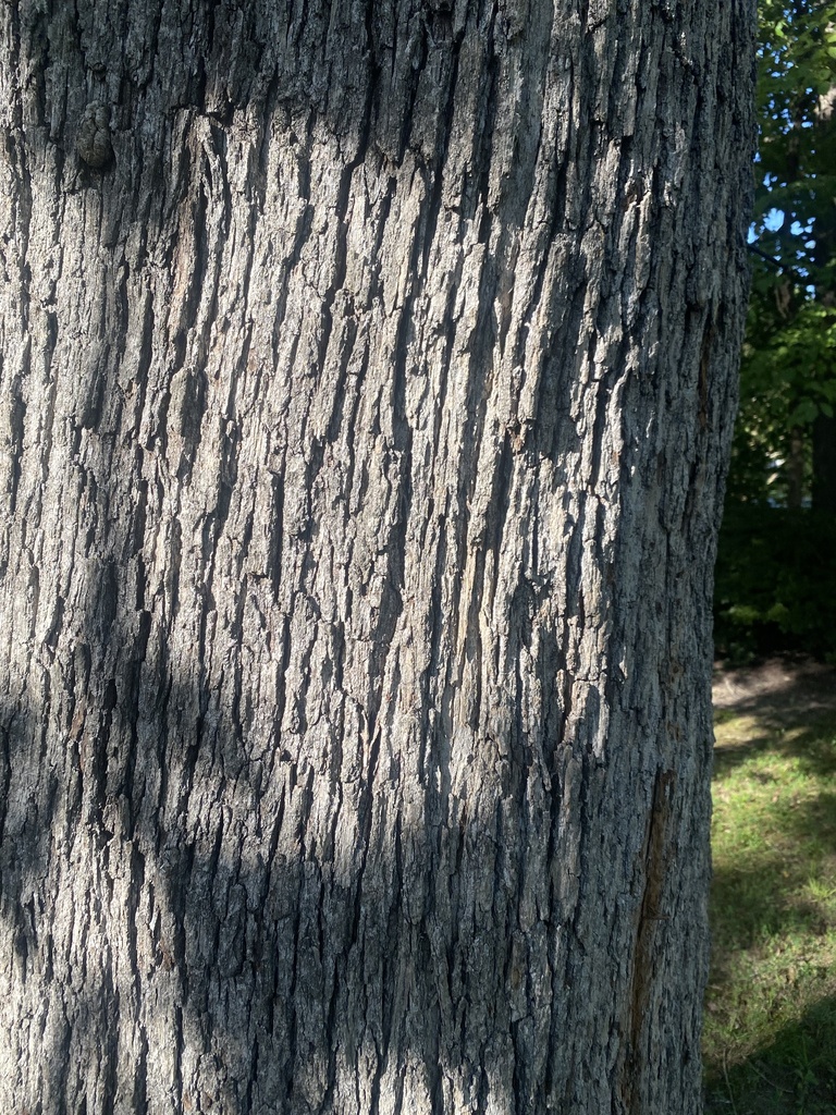 post oak from Warbler Pl, Williamsburg, VA, US on August 12, 2023 at 05 ...