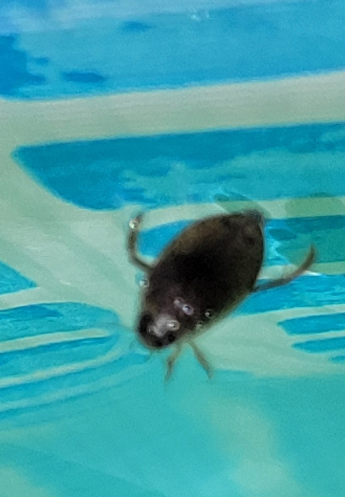 Rhantus in August 2023 by Eric Schniter · iNaturalist