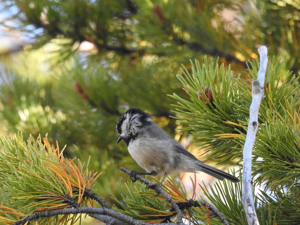 Mountain Chickadee from Cariboo, BC, Canada on August 12, 2023 at 07:48 ...