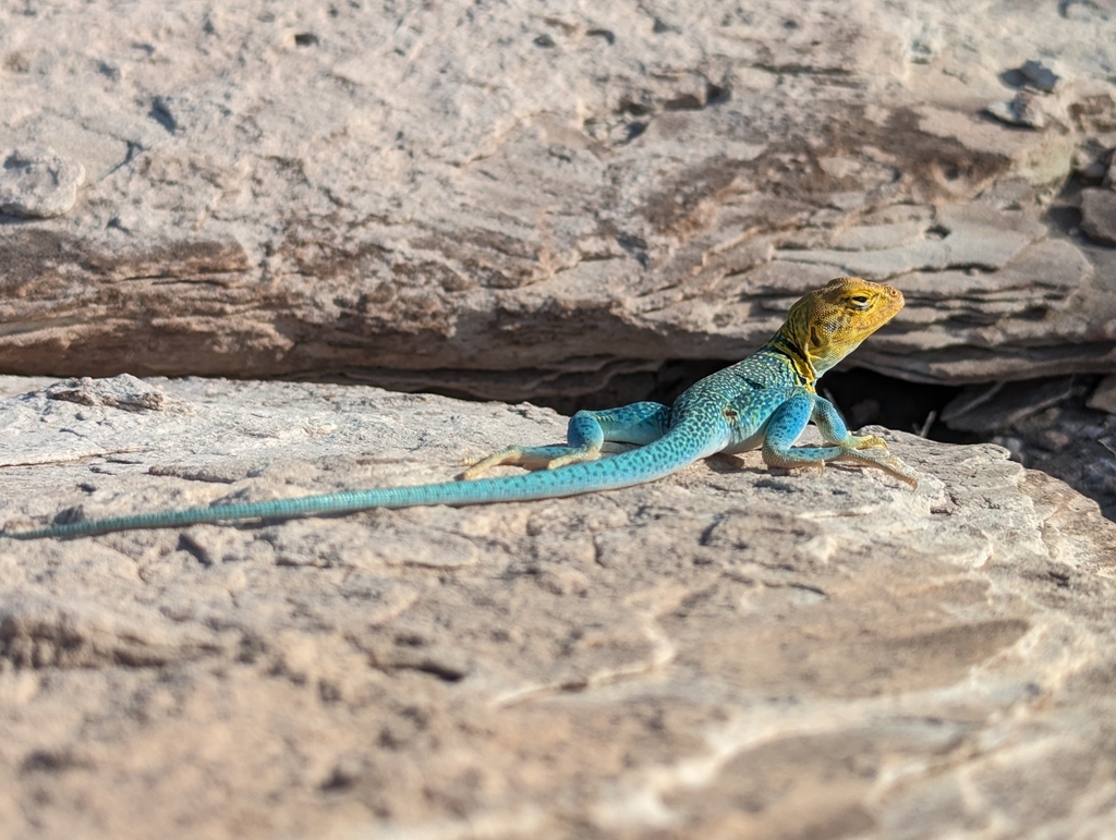 Eastern Collared Lizard from Grand County, UT, USA on August 9, 2023 at ...