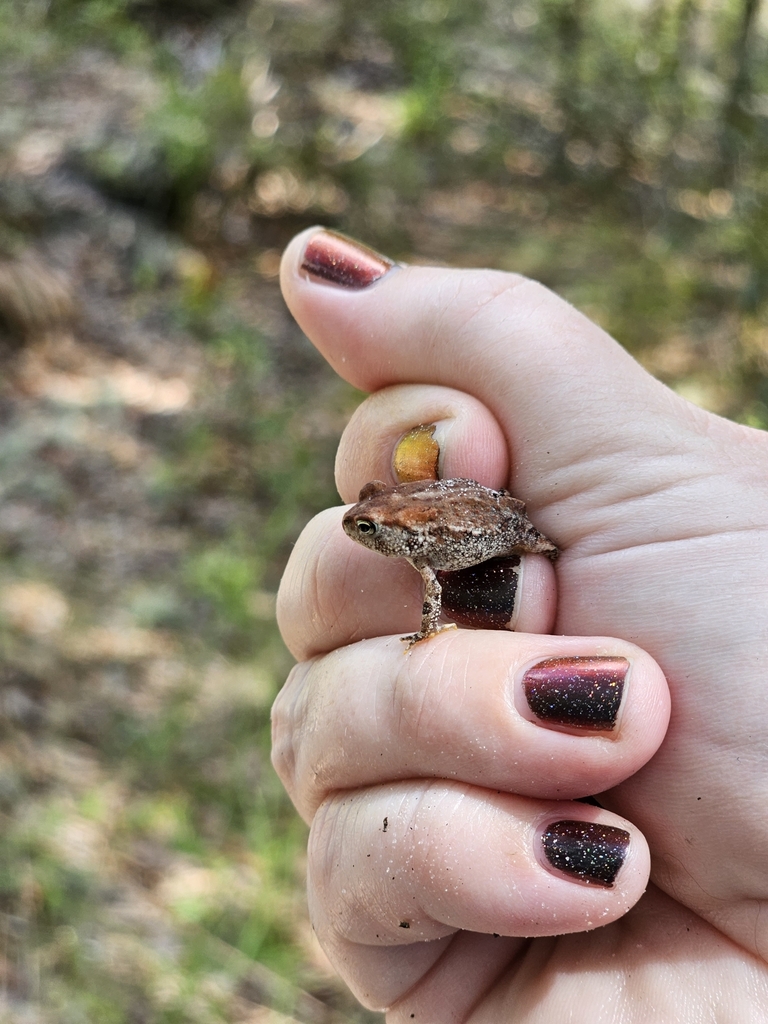 North American Toads from Morriston, FL 32668, USA on August 12, 2023 ...