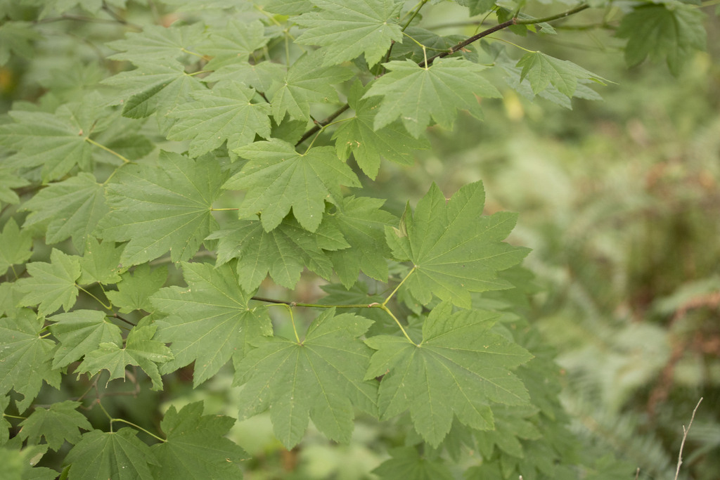 Vine Maple from West Linn, OR, USA on August 5, 2023 at 05:43 PM by ...