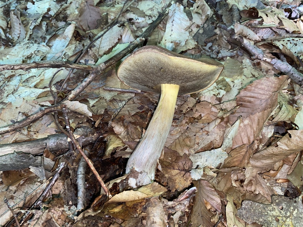 False King Bolete in August 2023 by Jocine Velasco · iNaturalist