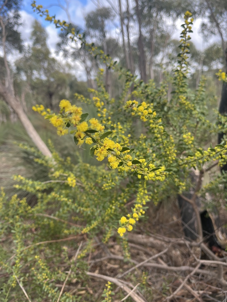 Round-leaf Wattle from Windermere Ward, Anakie, VIC, AU on August 13 ...