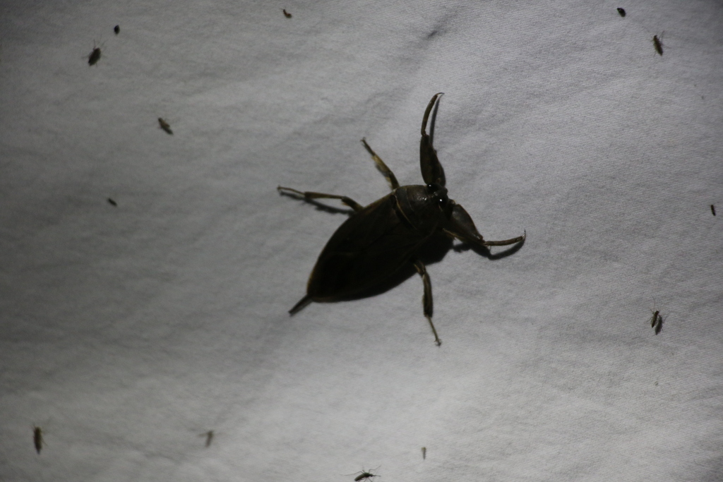 Uhler's Giant Water Bug from 24112-24658 County Rd 25, Damon, TX 77430 ...