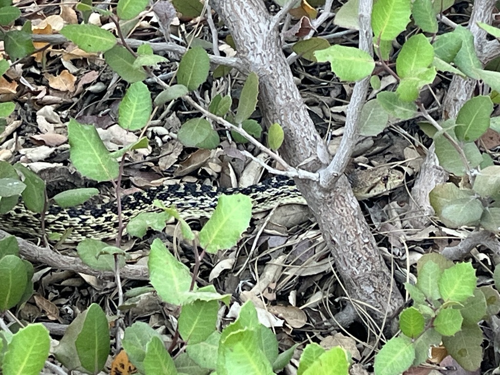 Gopher Snake from Valley Flores Dr, Los Angeles, CA, US on August 12 ...