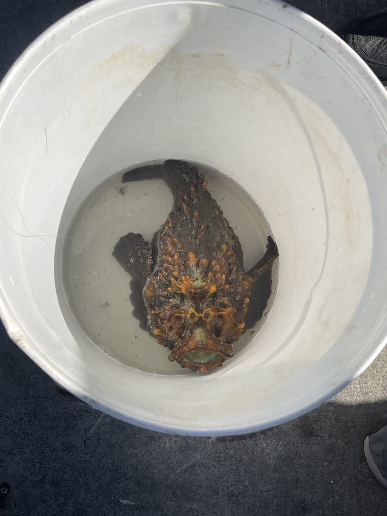Estuarine Stonefish from Moreton Bay, Manly, QLD, AU on August 13, 2023 ...