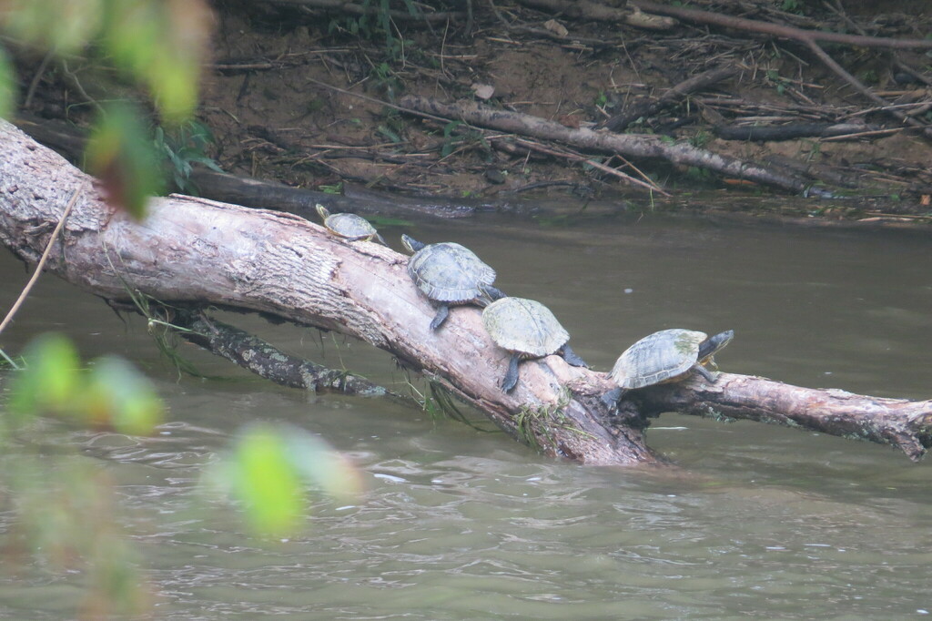 Eastern River Cooter from Washington County, VA, USA on August 12, 2023 ...
