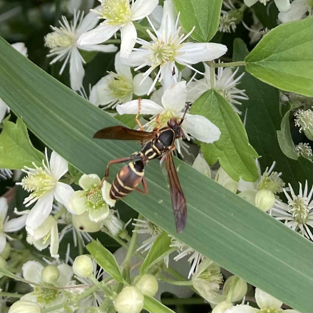 Northern Paper Wasp from 44th Ave S, Minneapolis, MN, US on August 12 ...