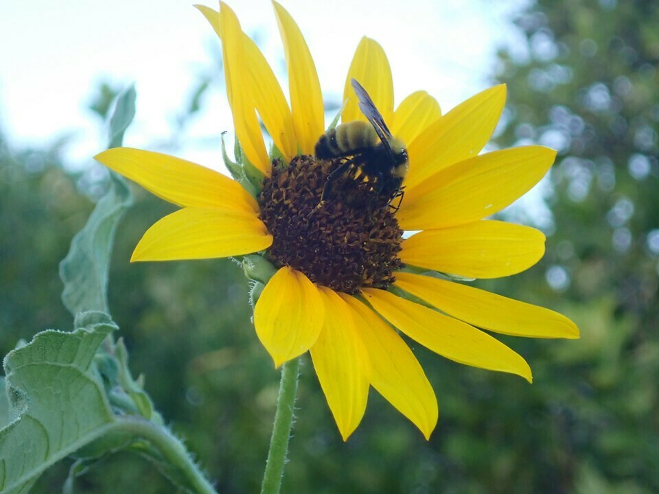 Sonoran Bumble Bee from South Mountain Village, Phoenix, AZ, USA on ...