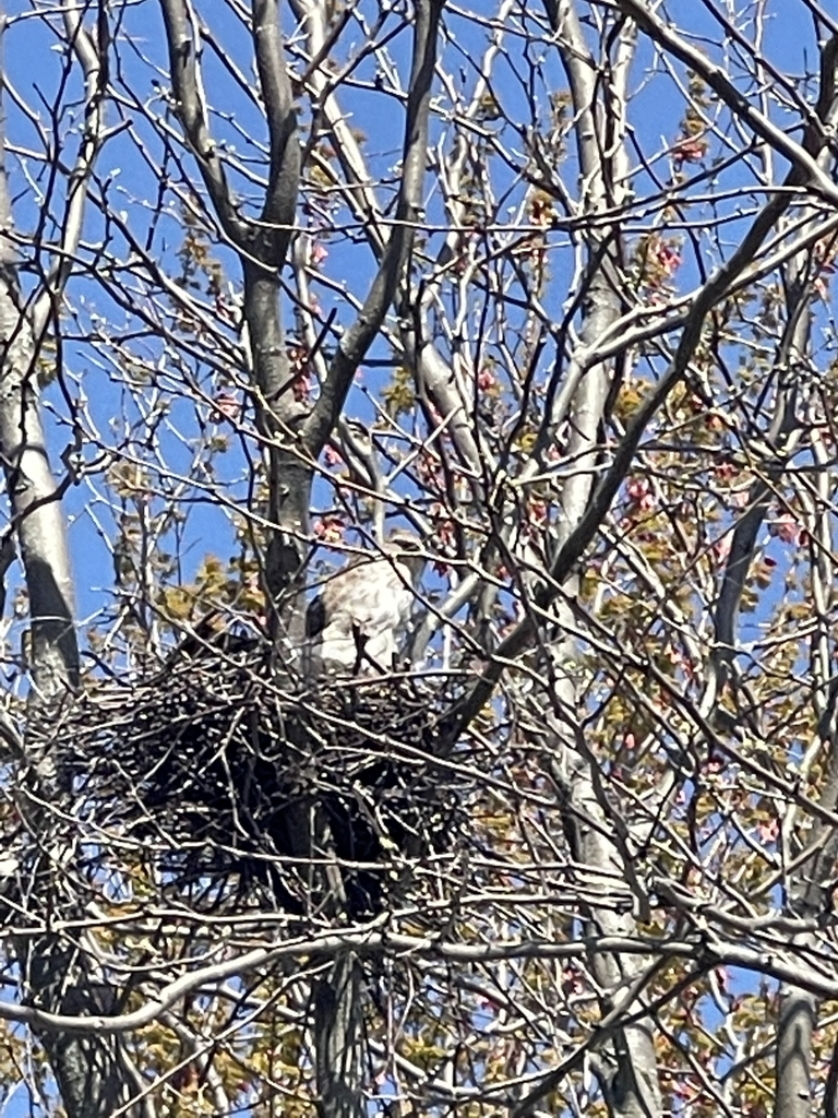 Red-tailed Hawk from Montgomery on May 7, 2022 by Ian Wolfman · iNaturalist