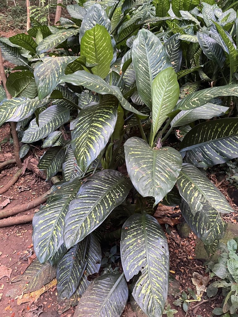 tuftroot from Kauaʻi, Kapaa, HI, US on August 12, 2023 at 04:20 PM by ...