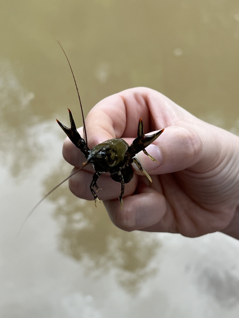 Devil Crayfish from Little Piasa Rd, Dow, IL, US on August 12, 2023 at ...