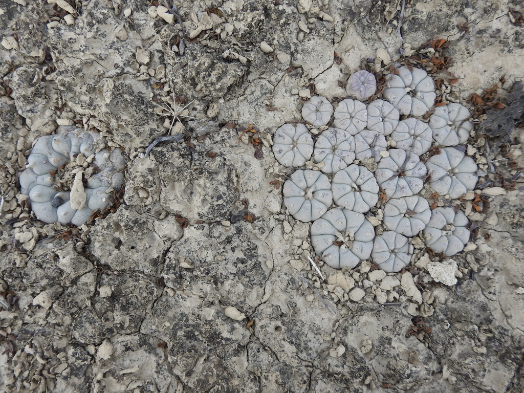 Peyote in February 2019 by Manuel Nevárez · iNaturalist