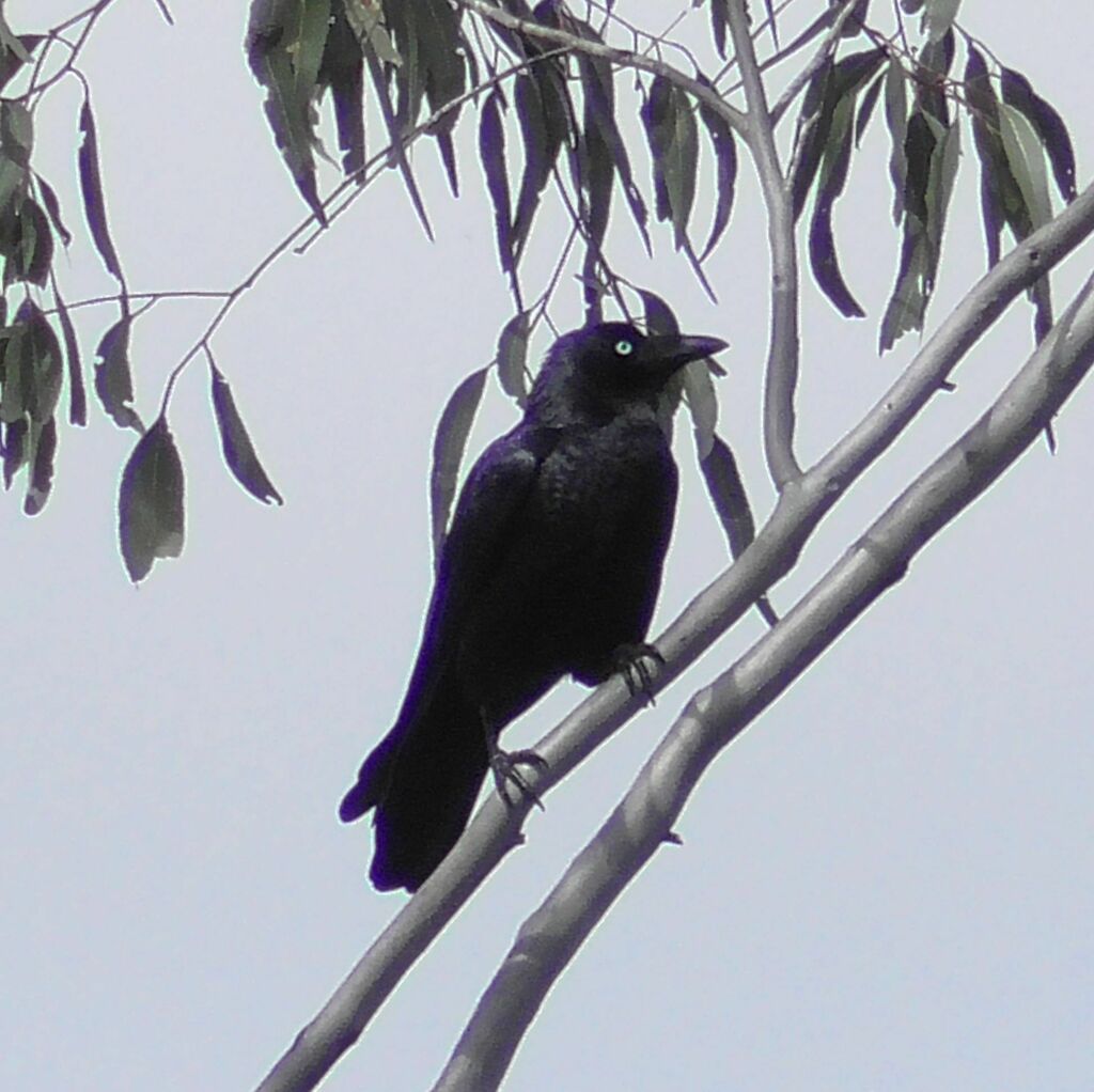 Torresian Crow from Watsonville QLD 4887, Australia on August 13, 2023 ...