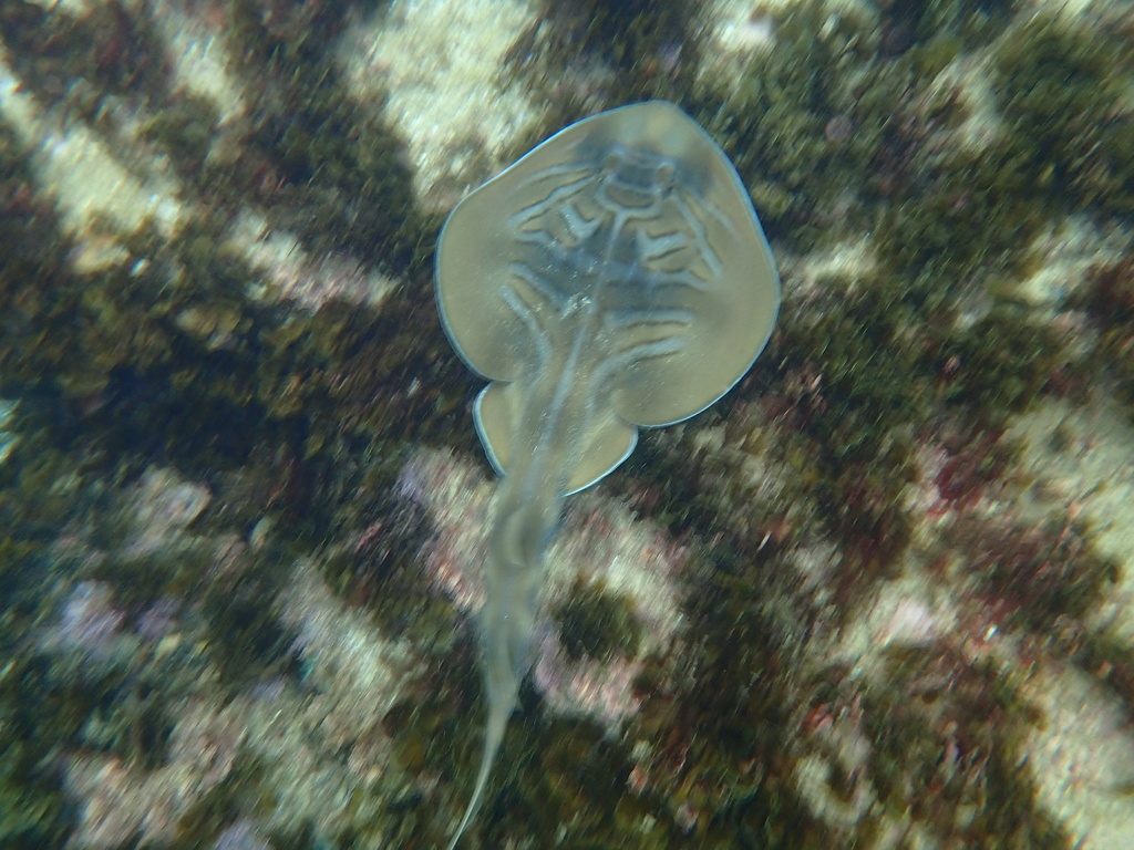 Banjo Ray from Bate Bay, Cronulla, NSW, AU on August 13, 2023 at 09:03 ...