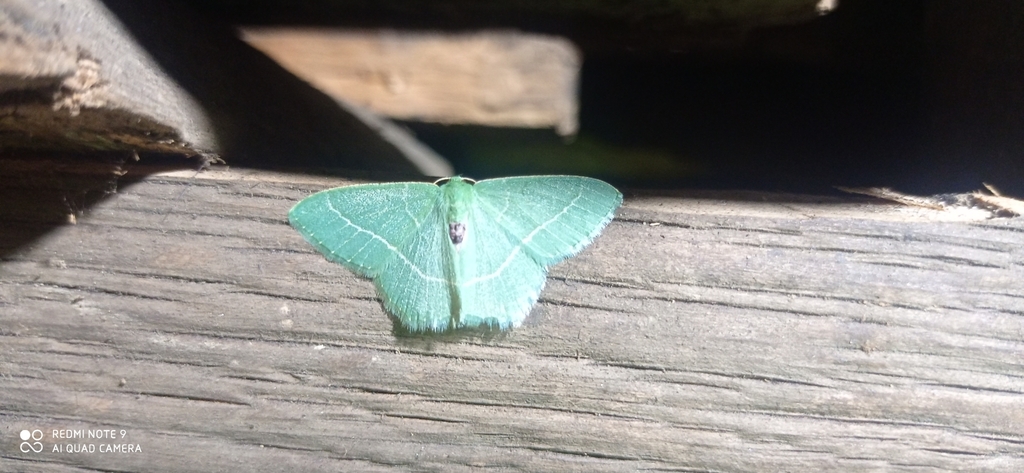 Emerald Moths from Rimbick Road on August 8, 2023 at 12:52 AM by Sagar ...