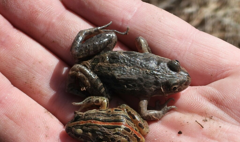 Spotted Grass Frog in August 2023 by Jack Morgan · iNaturalist