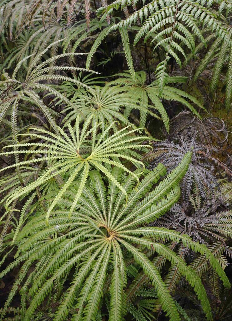 Matonia pectinata from Tanah Rata, Pahang, Malaysia on July 22, 2023 at ...