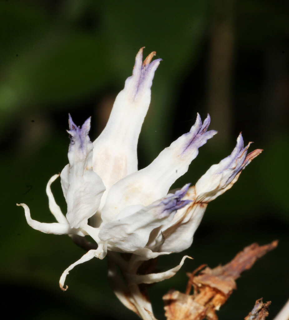 Burmannia longifolia from Tanah Rata, Pahang, Malaysia on July 22, 2023 ...