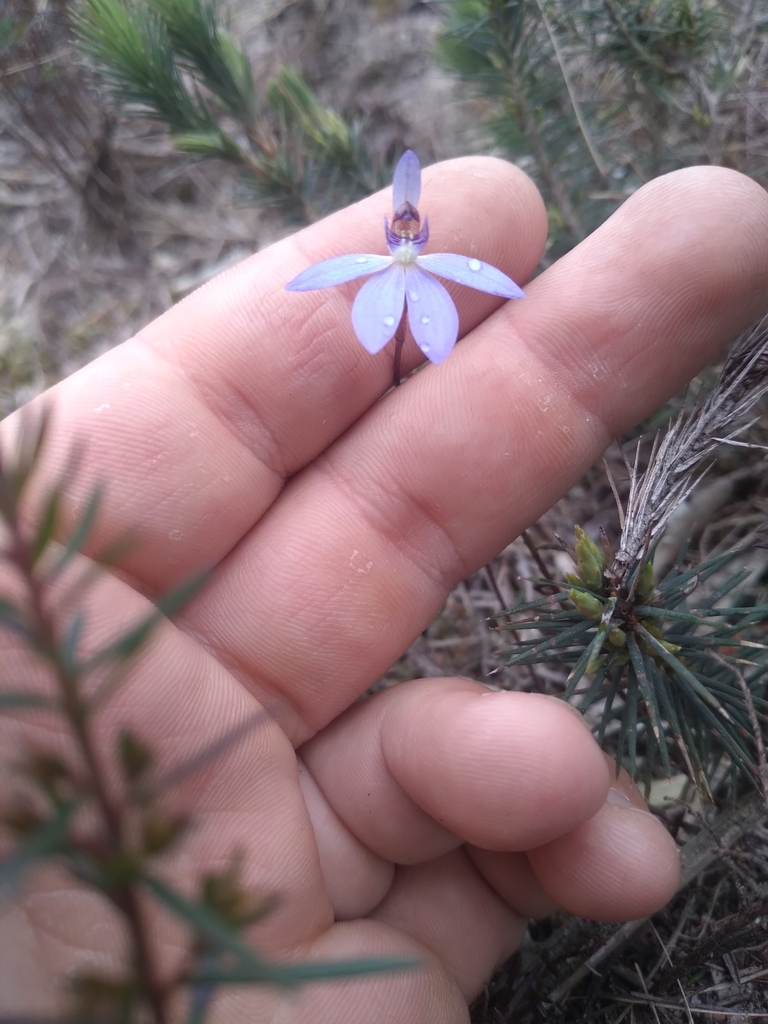 blue finger-orchid from Port Stephens, AU-NS, AU on August 13, 2023 at ...