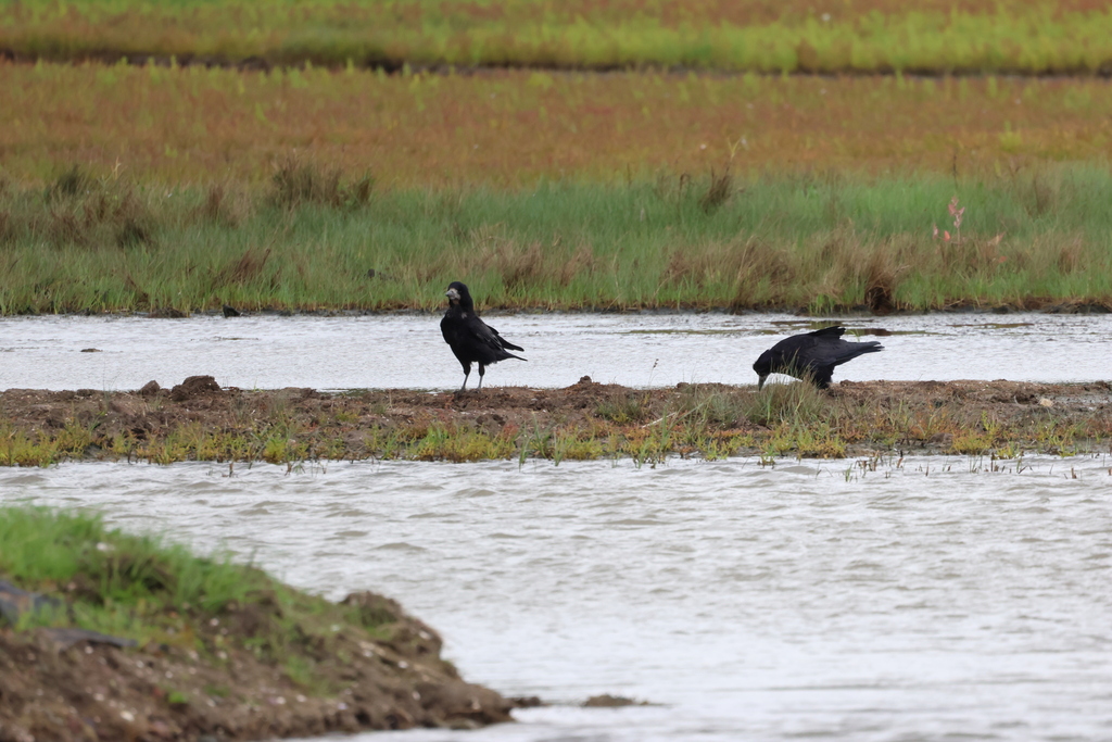 Rook from Harpers Island, Co. Cork, Ireland on August 12, 2023 at 11:02 ...
