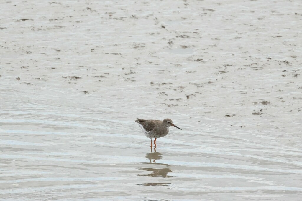 Common Redshank from Harpers Island, Co. Cork, Ireland on August 12 ...