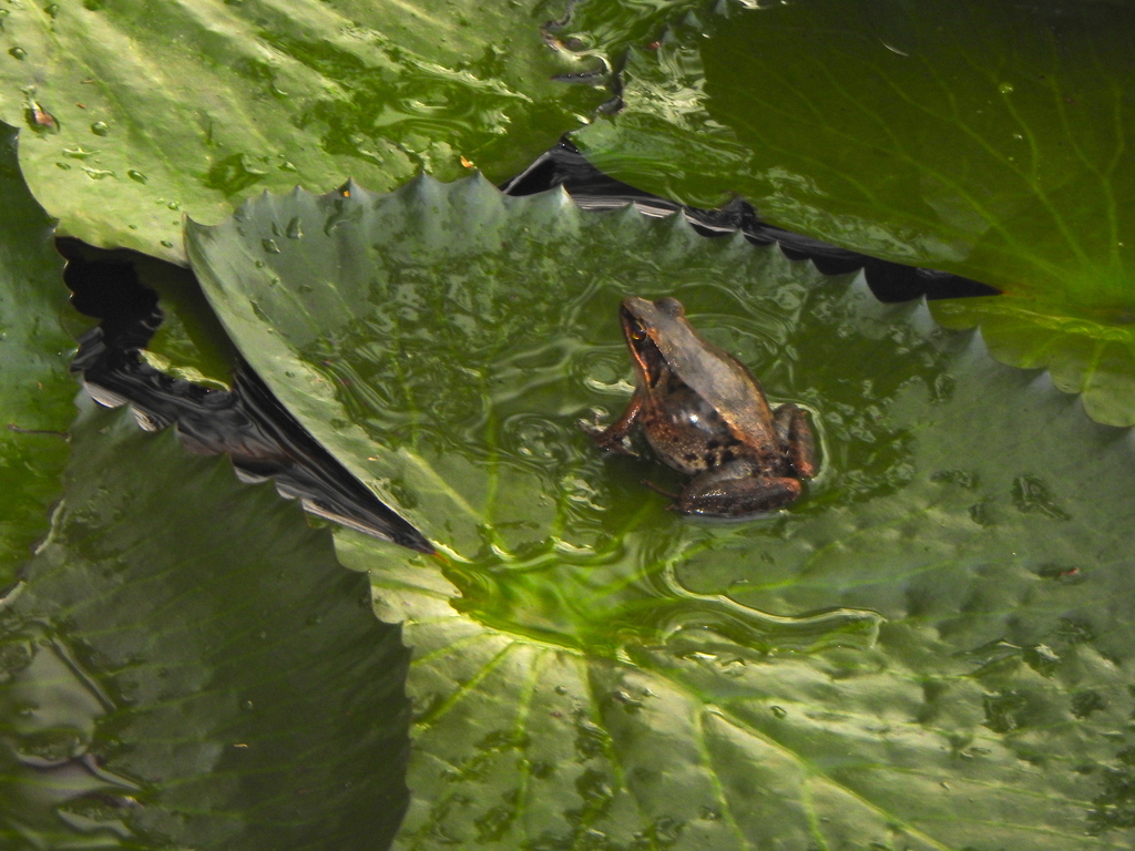 Olive Frog from 台灣台東縣 on August 13, 2023 at 08:46 AM by 陳慧珠 · iNaturalist