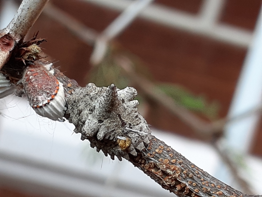 Horned Soft Scale from Serene Valley on August 13, 2023 at 01:52 PM by ...