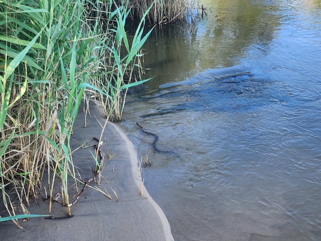 Common Watersnake from Stevensville, MD 21666, USA on August 13, 2023 ...