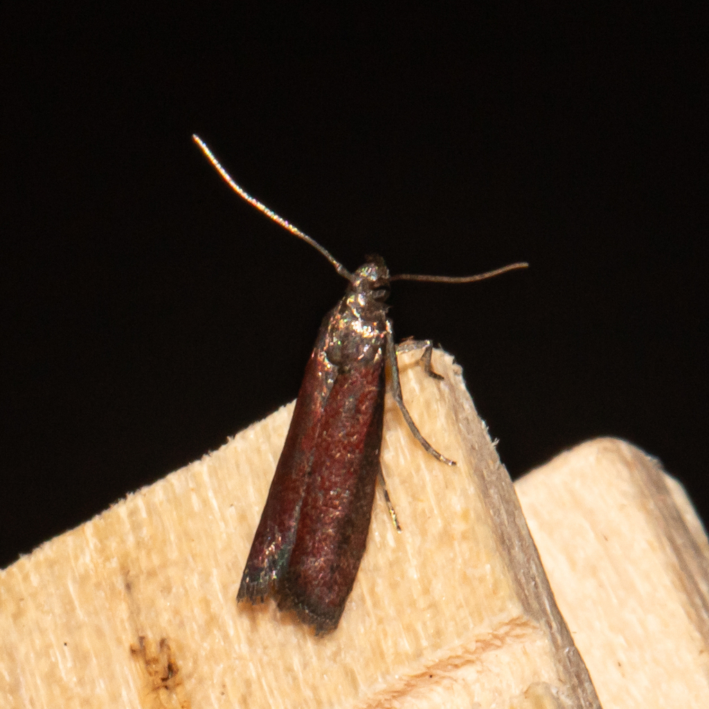 Rusty Varneria Moth from Anne Arundel County, MD, USA on July 18, 2023 ...