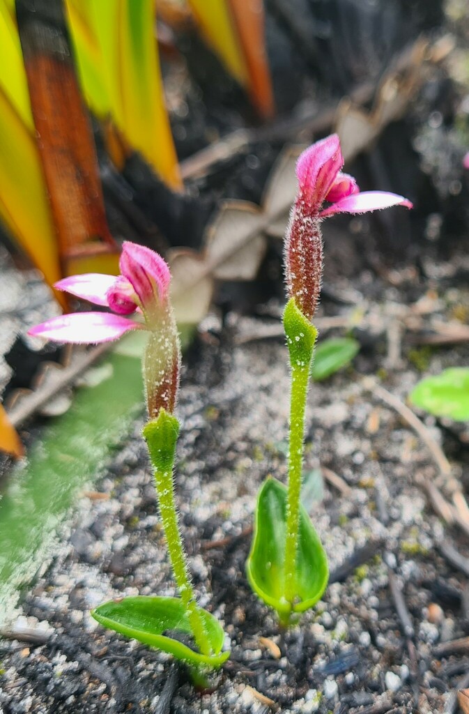 Eriochilus scaber scaber in September 2022 by Michael Warren · iNaturalist